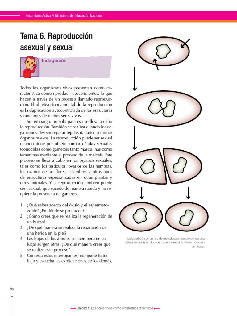 Guia de Trabajo 9 Biopdf | PDF | Reproducción sexual | Reproducción