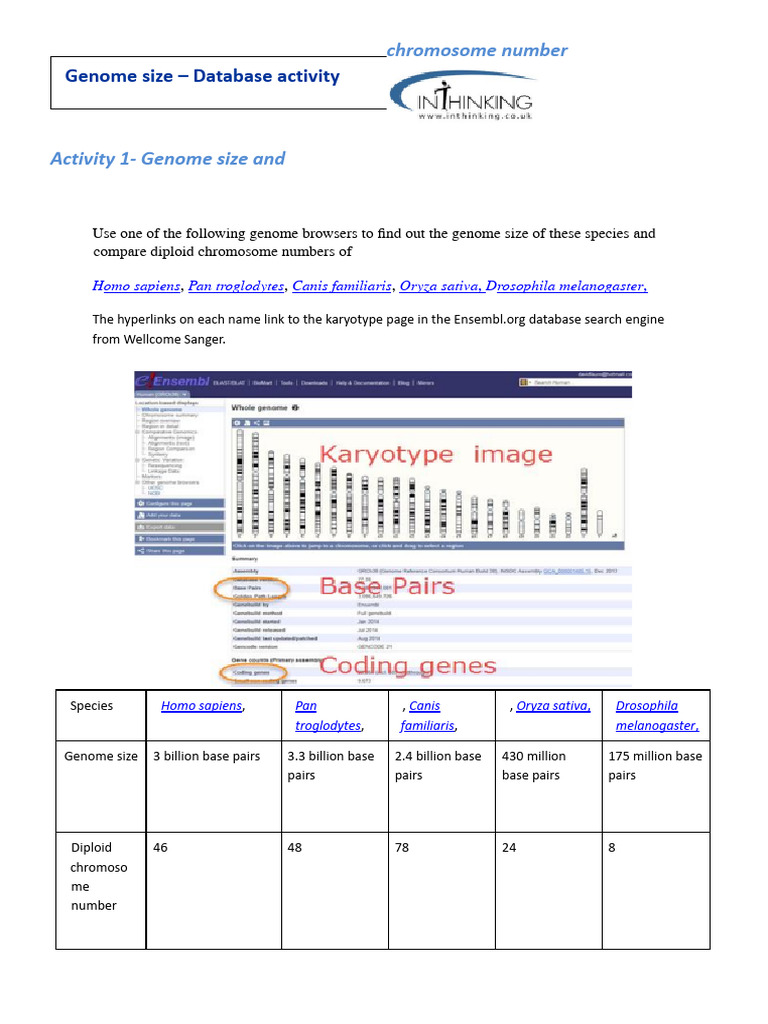 BIO - Genome - Size - Activity | PDF