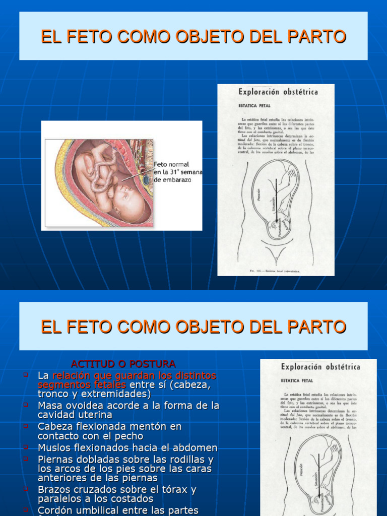 Anatomía fetal en el parto | PDF | Cráneo | Anatomía