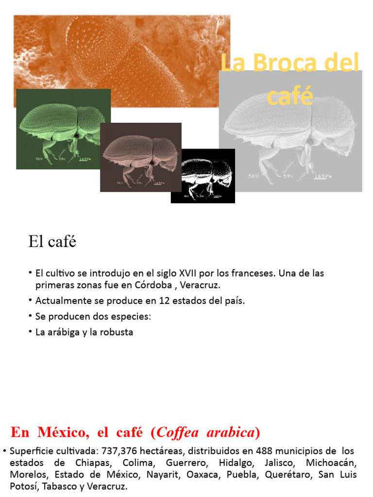 Broca Del Cafe | PDF