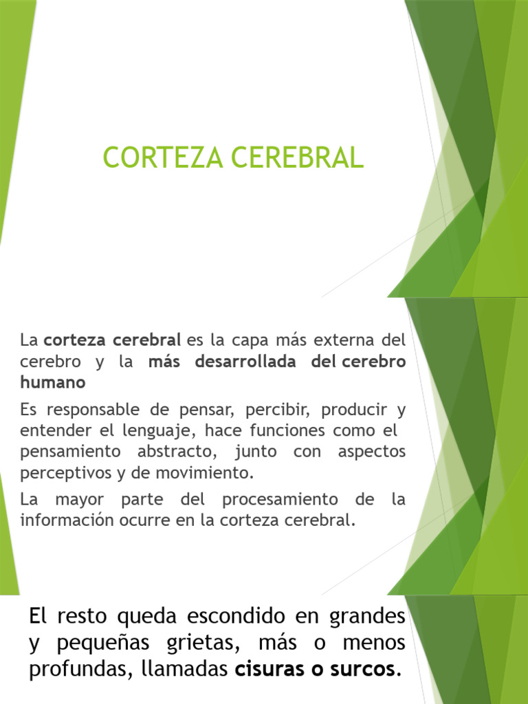 Funciones y Estructura de la Corteza Cerebral | PDF | Cerebro | Corteza ...