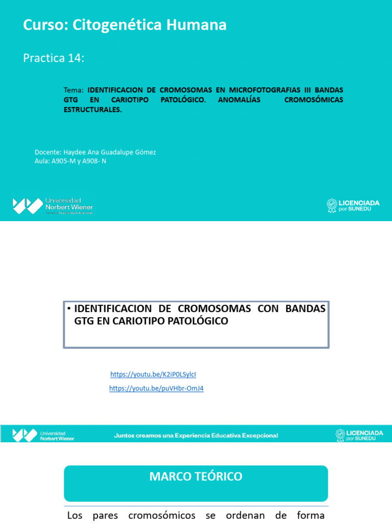 Practica 14 Citogenetica 2023 Ii | PDF | Cromosoma | Cariotipo