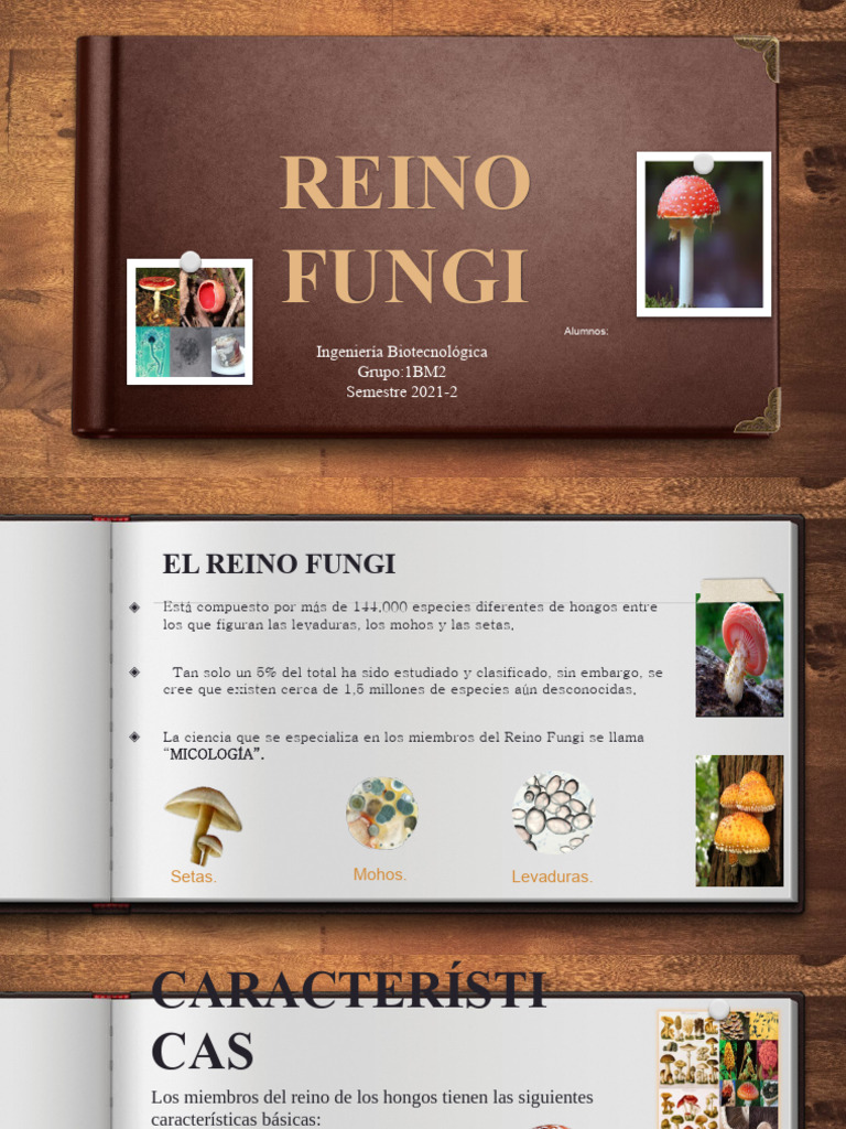 Presentación reino fungi | PDF | Hongo | Espora