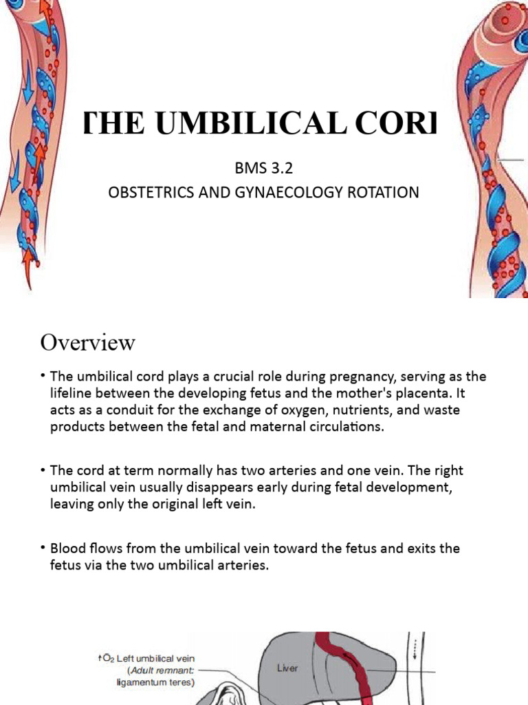 The Umbilical Cord-1 | PDF | Placenta | Fetus