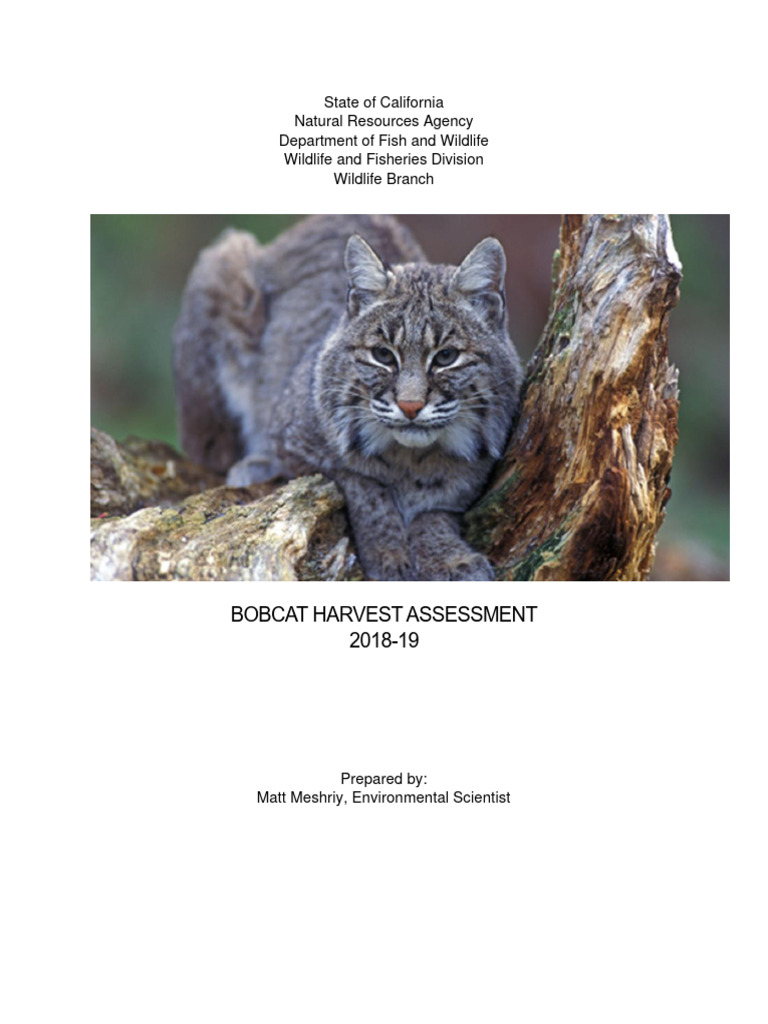 2018-19 Bobcat Harvest Asessment | PDF