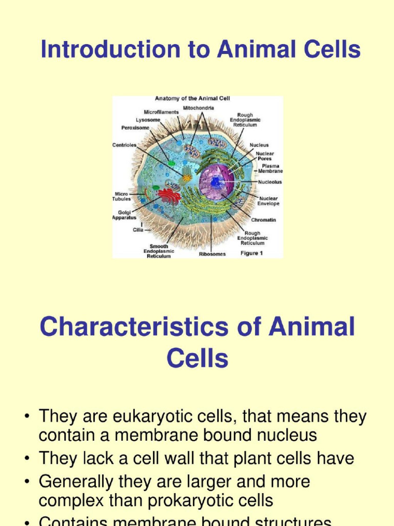 Animal Cell | PDF