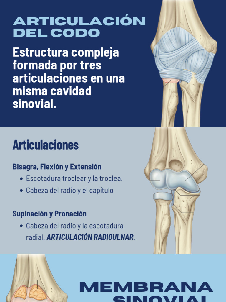 Anatomía y Función del Codo | PDF