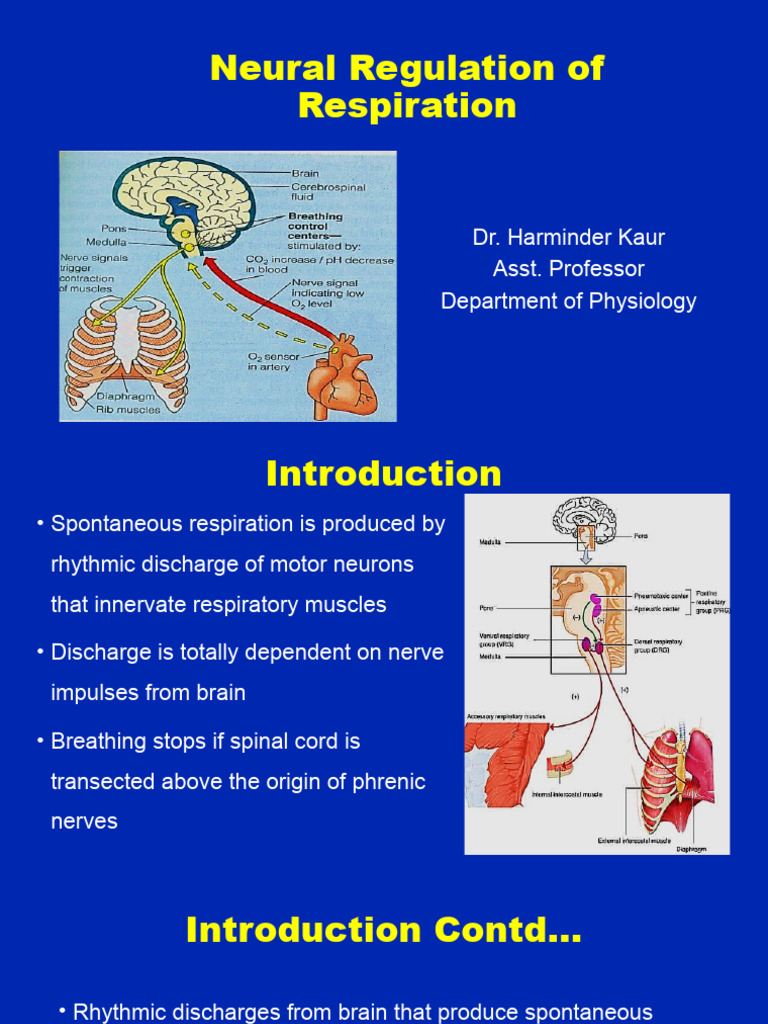 Neural Control of Respiration Physiology | PDF | Exhalation | Breathing