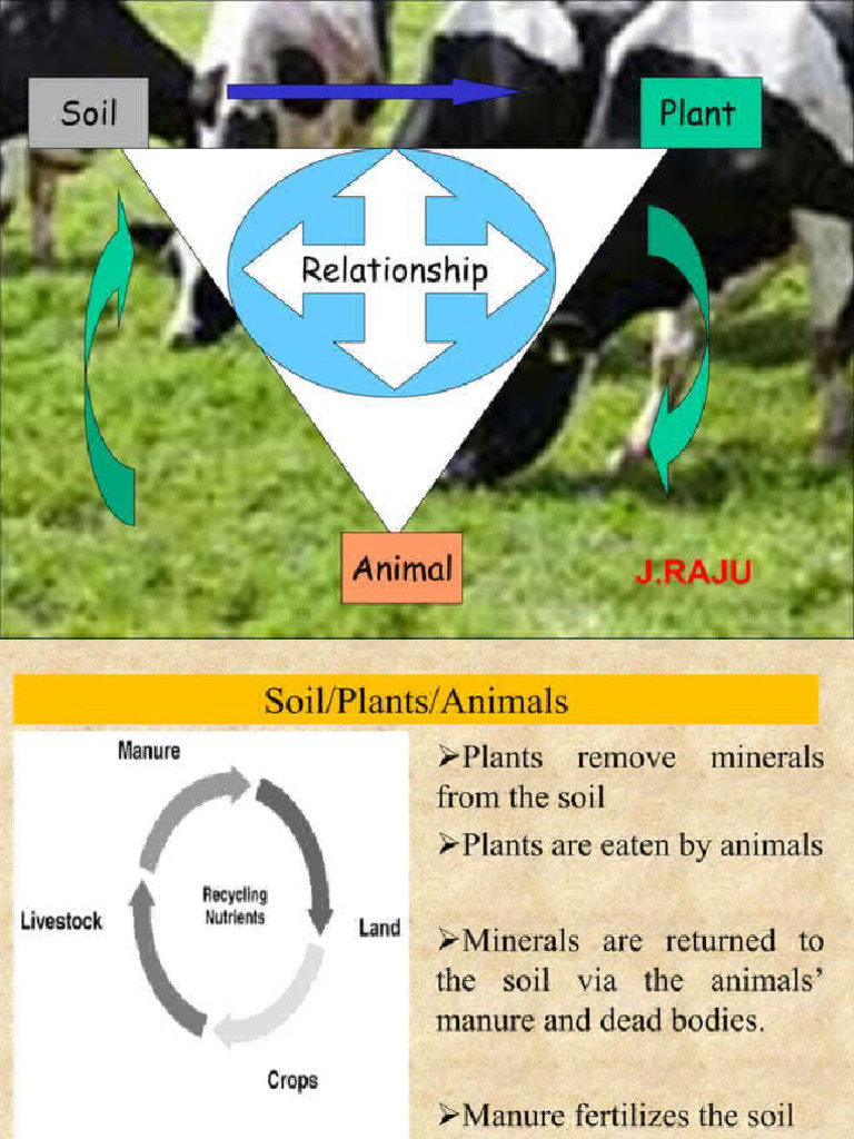 Soil Plantanimal Relationship | PDF