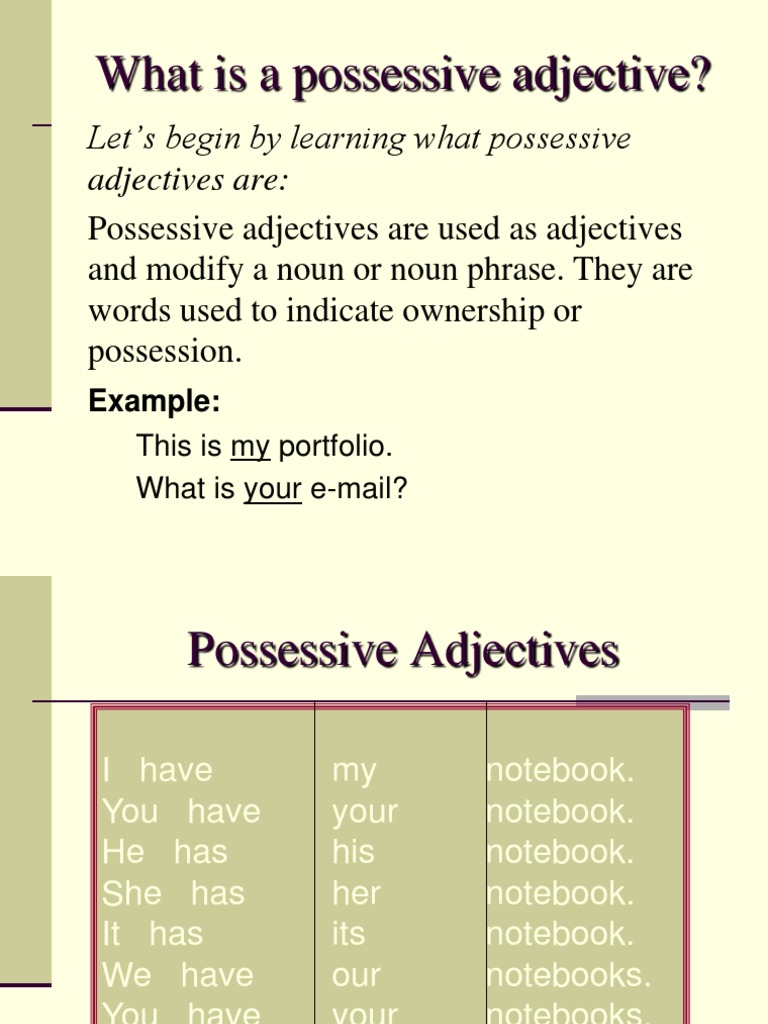 Possessive Adjectives | PDF | Grammatical Gender | Grammatical Number