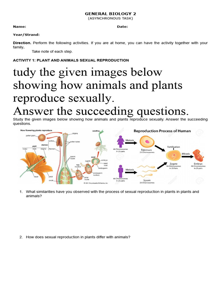 GEN. BIO 2 Asynchronous Task | PDF | Reproduction | Cloning