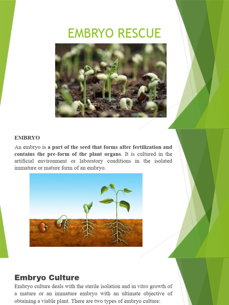 Embryo Rescue | PDF