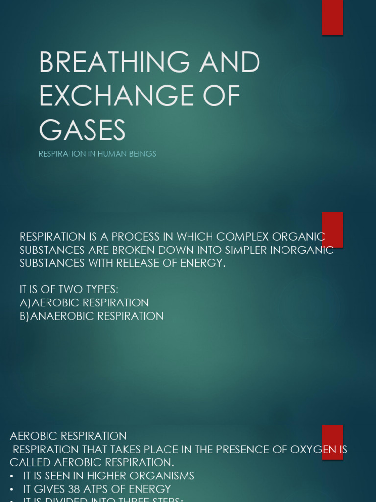 Human Respiratory System Explained | PDF | Cellular Respiration | Lung