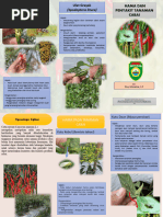 Panduan Budidaya Cabai Rawit Komprehensif | PDF