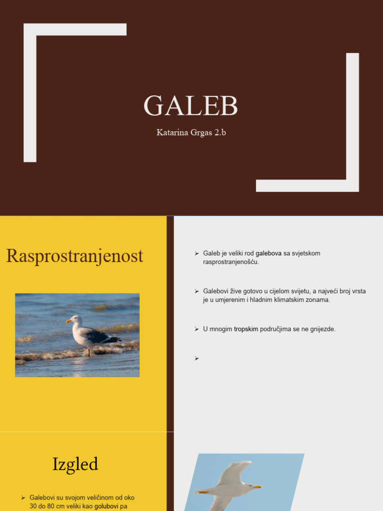 Galeb I Cubasti Gnjurac | PDF