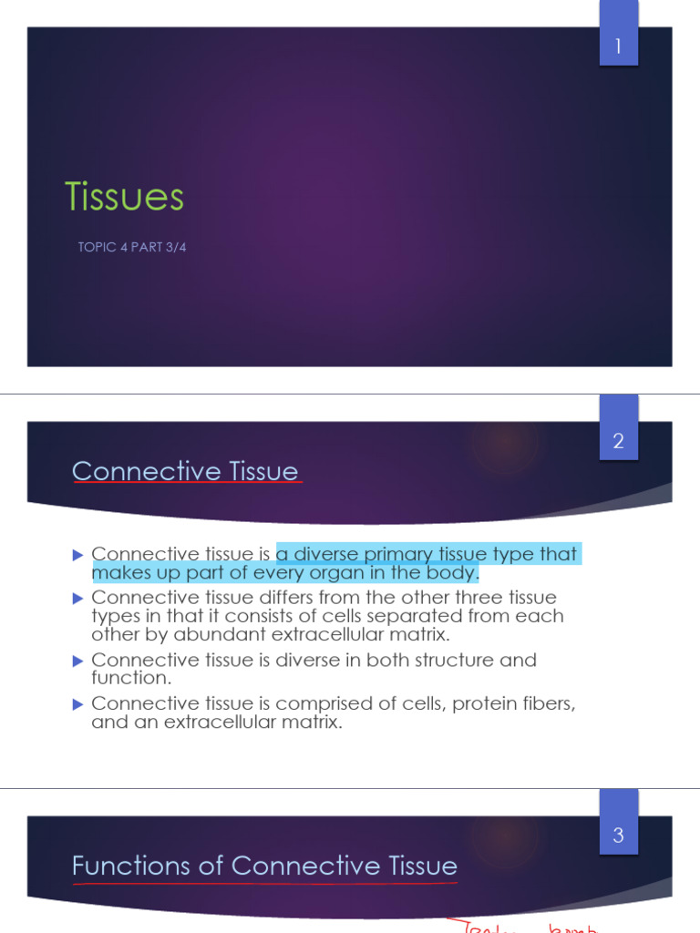 Tissues Part 3 of 4 | PDF | Connective Tissue | Extracellular Matrix