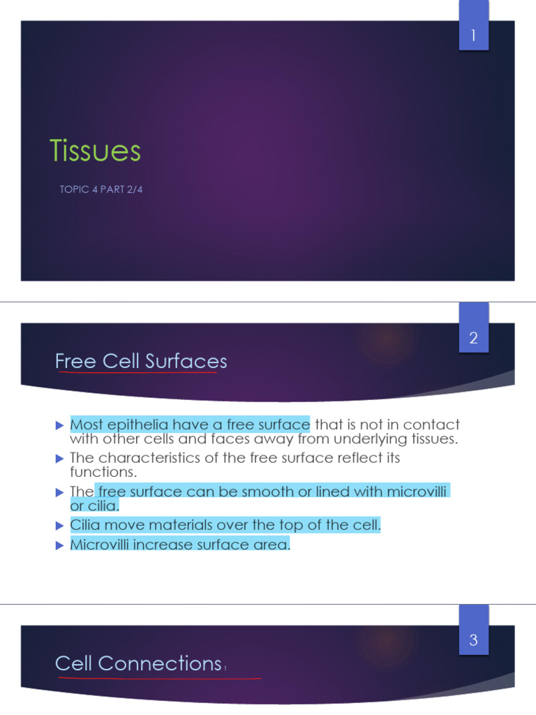 Tissues Part 2 of 4 | PDF | Epithelium | Glands