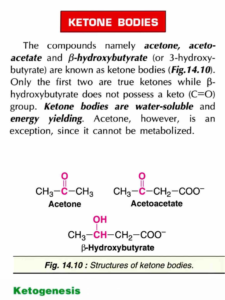Ketogenesis and Ketolysis | PDF