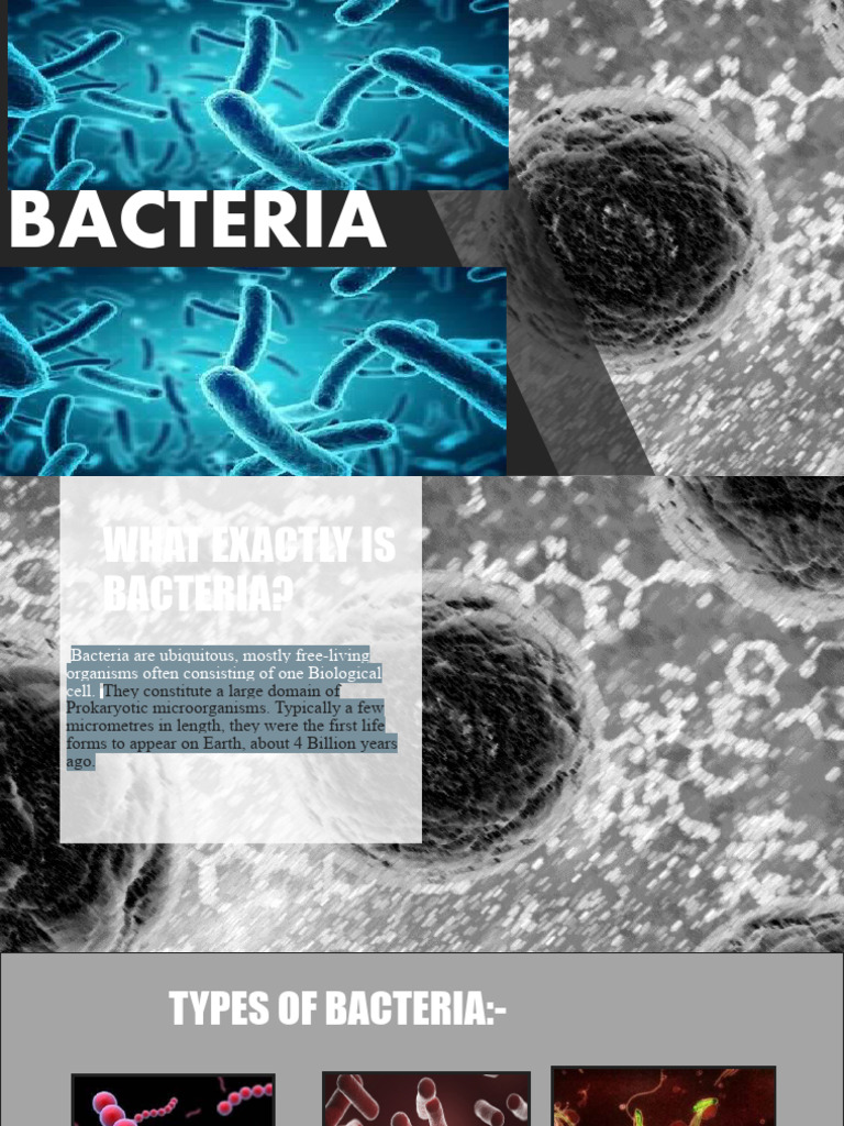Biology Presentation Bacteria | PDF