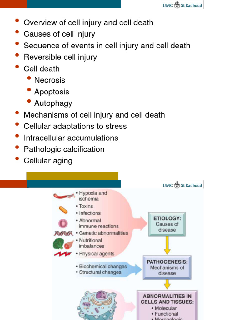2024 - Cell Injury Cell Death and Adaptations | PDF | Apoptosis | Necrosis
