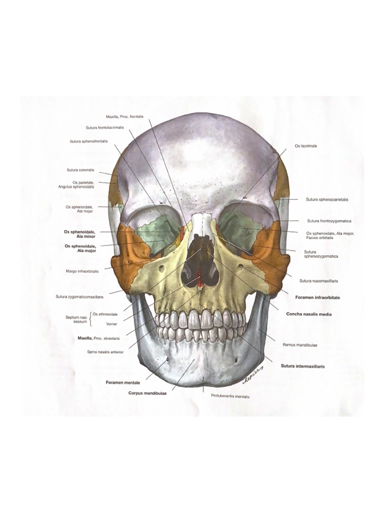 Maxilla, Proc. Frontalis | PDF