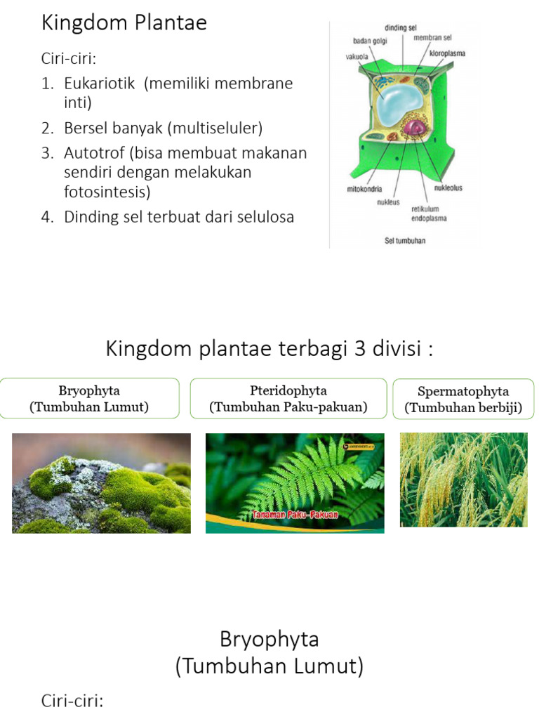 Kingdom Plantae Dan Kingdom Animalia-3 | PDF