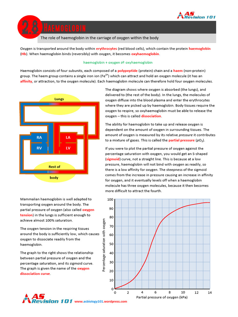 Oxygen Transport Reading | PDF | Hemoglobin | Oxygen