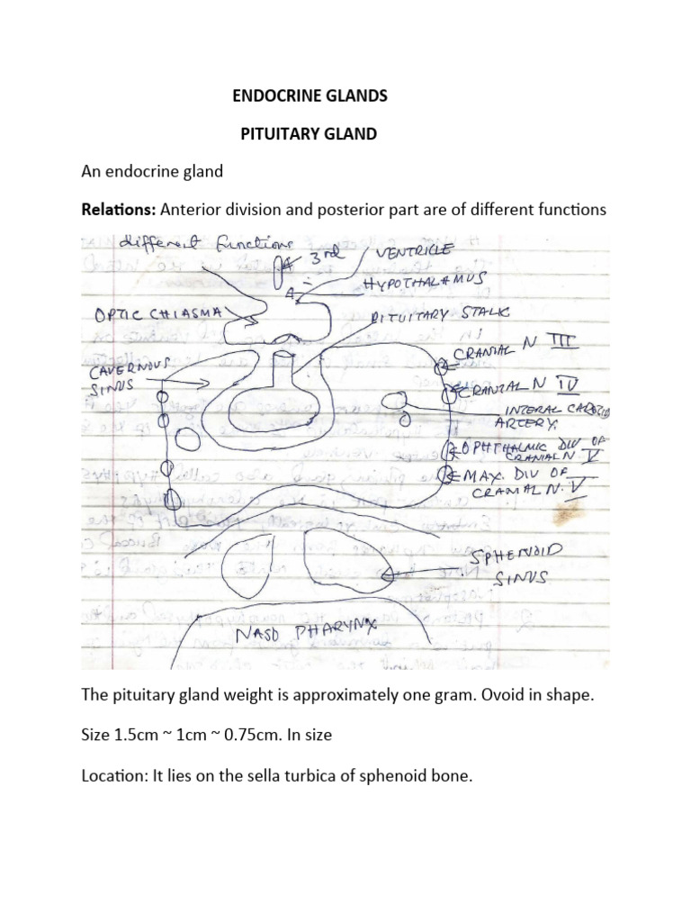 Endocrine Glands | PDF | Pancreas | Thyroid
