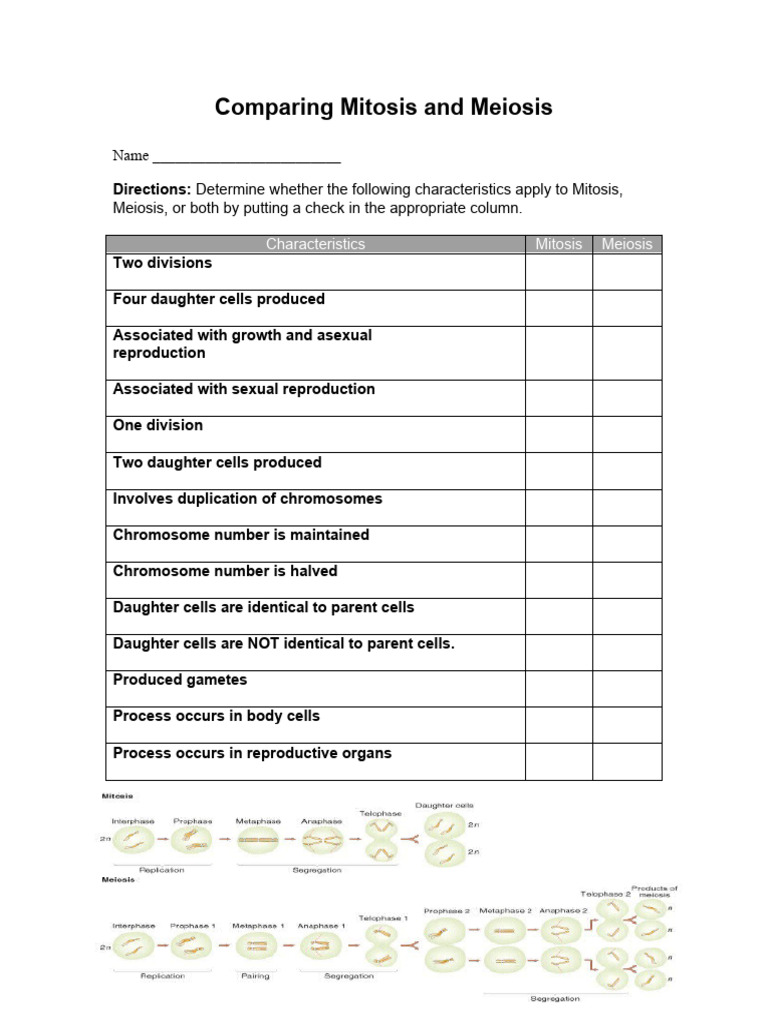 Comparing Mitosis and Meiosis Worksheet | PDF