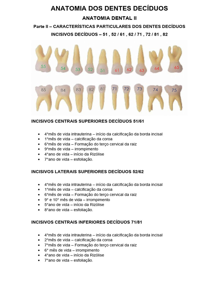 Anatomia dos Dentes Decíduos | PDF | Dente | Anatomia dental