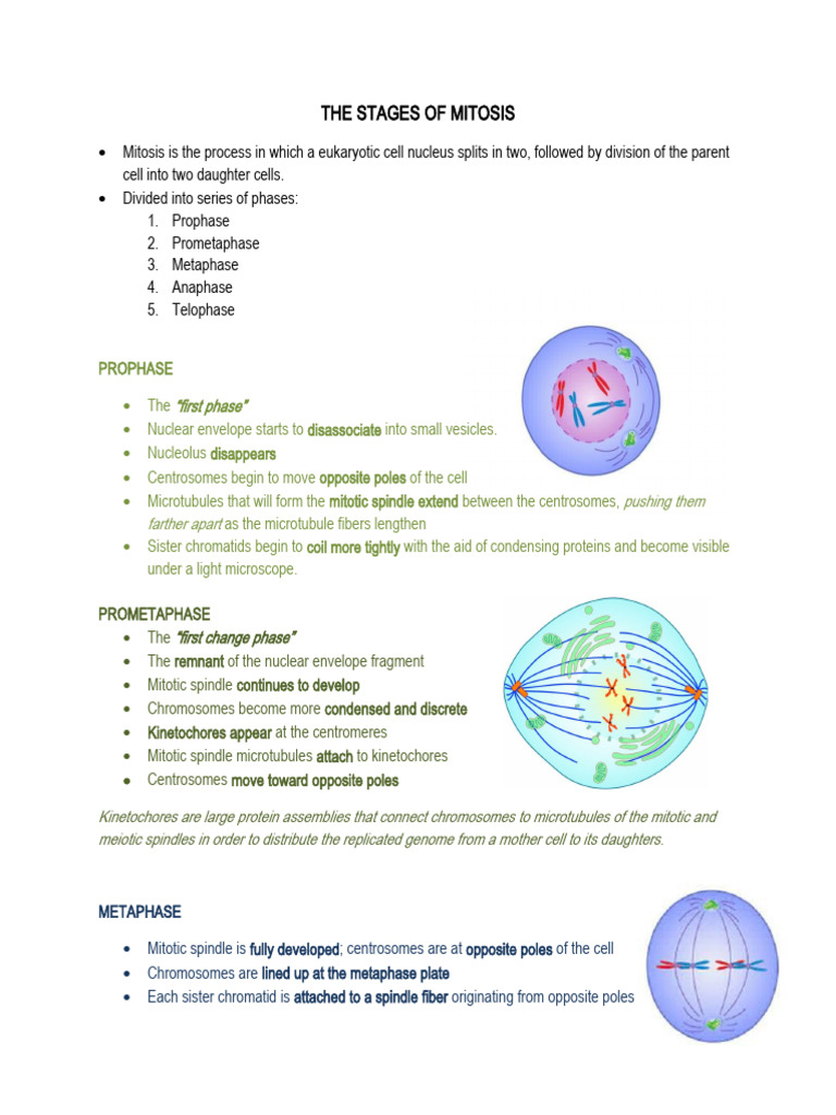 THE STAGES OF MITOSIS Biology 2nd GRADING | PDF | Mitosis | Cell Cycle