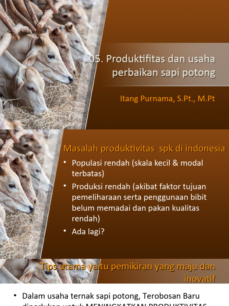 Meningkatkan Produktivitas Sapi Potong | PDF