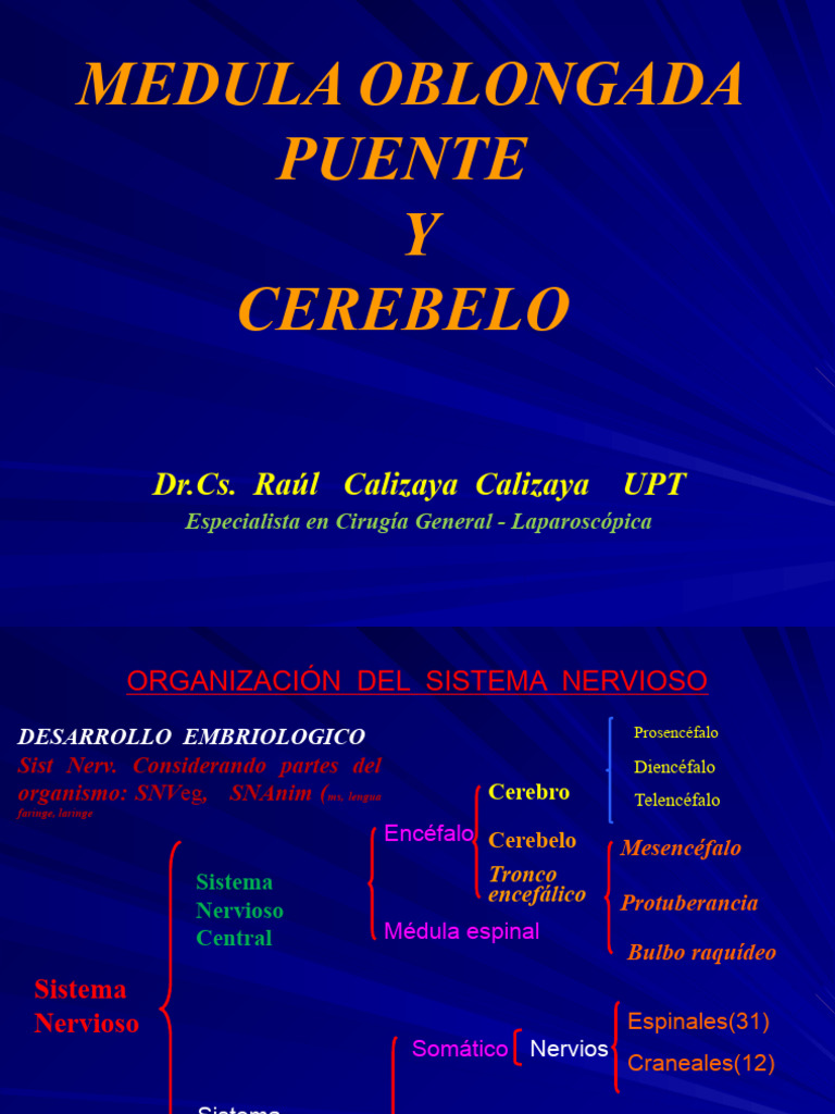3 - Medula Oblongada-Puente y Cerebelo | PDF | Cerebelo | Cerebro