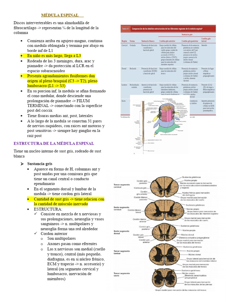 Anato 2, Resumen Unidad 2 | PDF | Cerebelo | Médula espinal