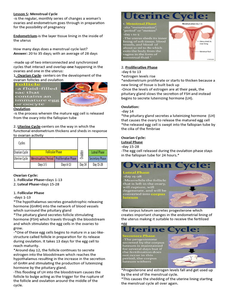 Lesson 5 Menstrual Cycle. . | PDF | Menstrual Cycle | Ovary