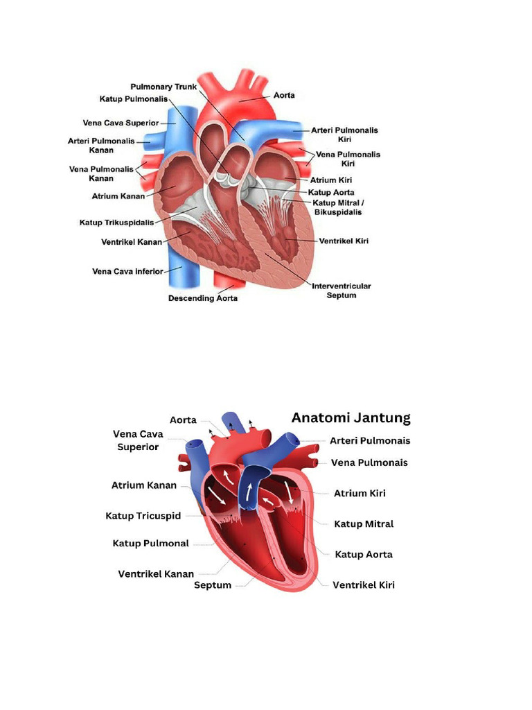 Gambar Jantung | PDF