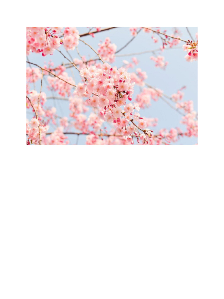 Sakura | PDF