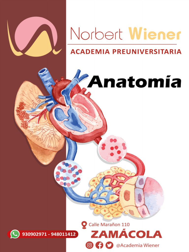 Anatomía Guia 1 | PDF | Cartílago | Epitelio