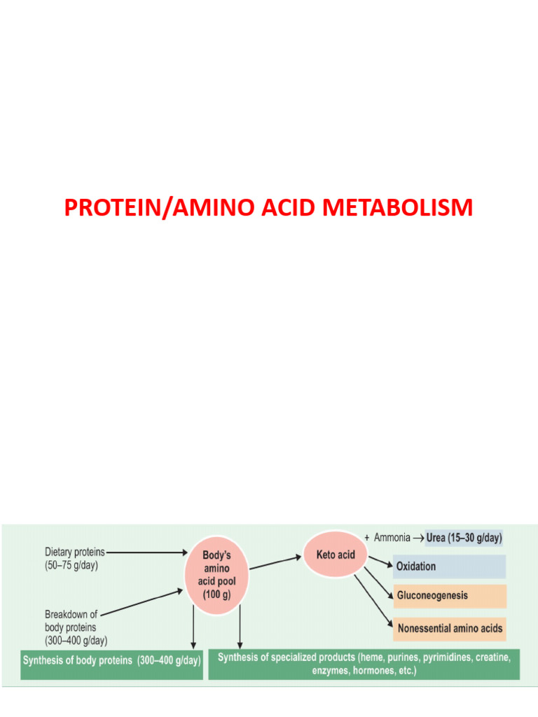 AA Digestion, Absorption, Urea Cycle | PDF