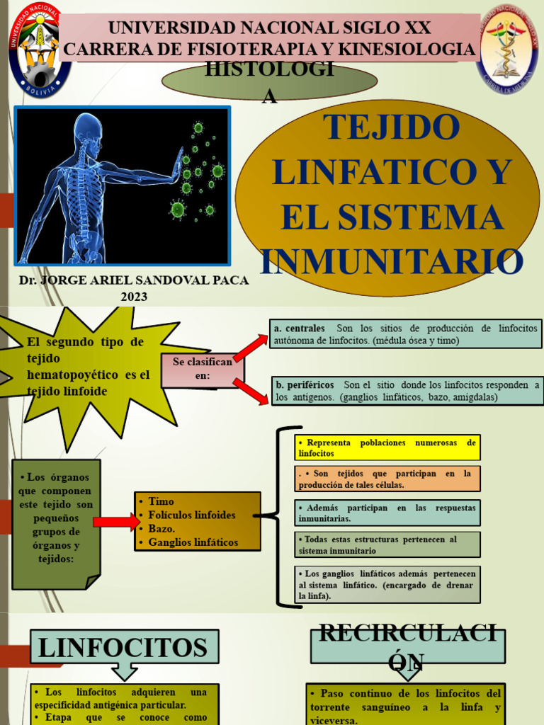 Tejido Linfatico y El Sistema Inmunitario | PDF | Linfocitos | Célula T