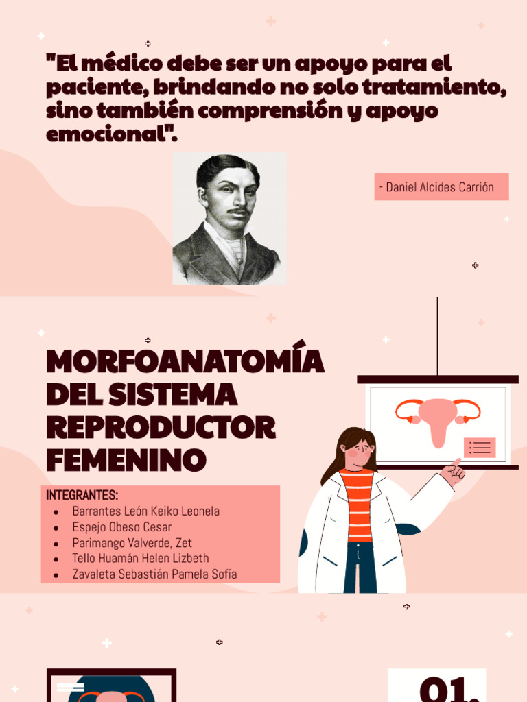 Morfo Anatomía Del Sistema Reproductor Femenino | PDF