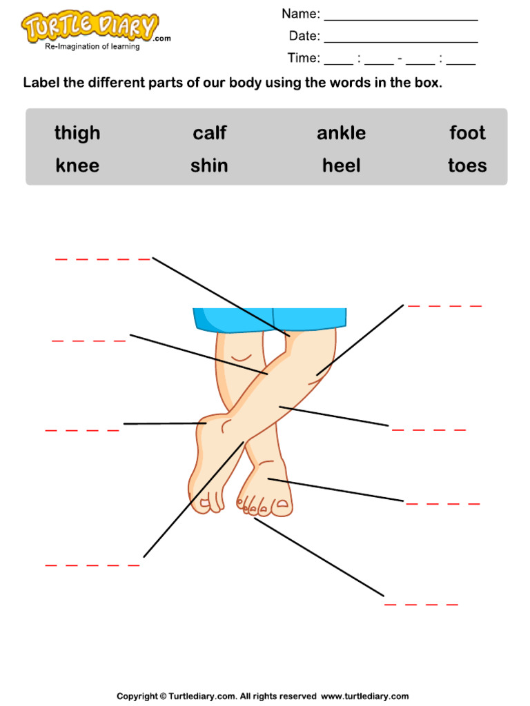 body-parts-worksheet | PDF
