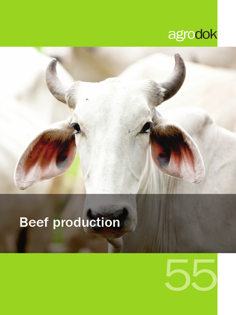 Agrodok-Series No. 55 - Beef Production | PDF | Cattle | Weaning