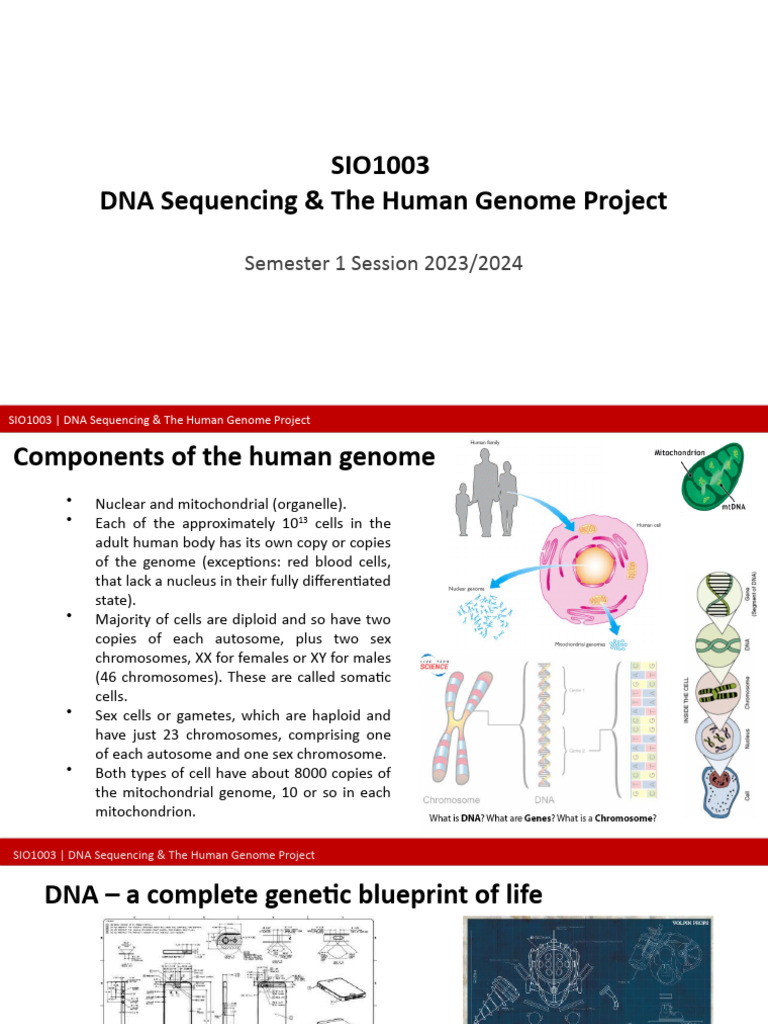 W2 DNA Sequencing - The Human Genome Project - Stu | PDF | Dna ...