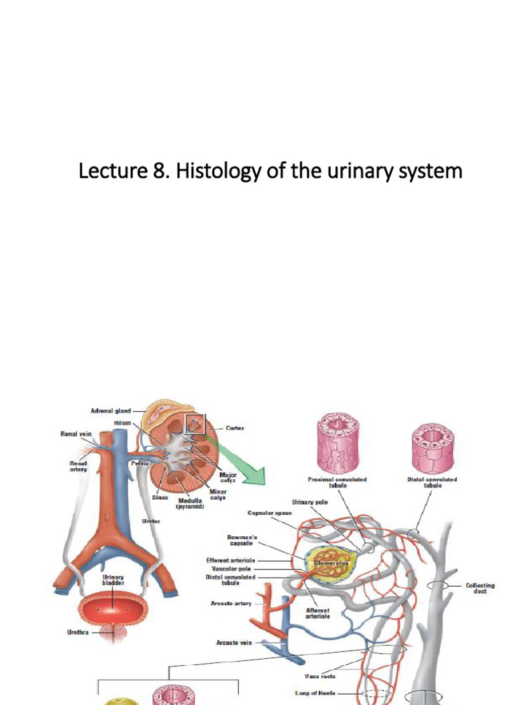 Lecture 8 Urinary System | Download Free PDF | Urinary System | Kidney