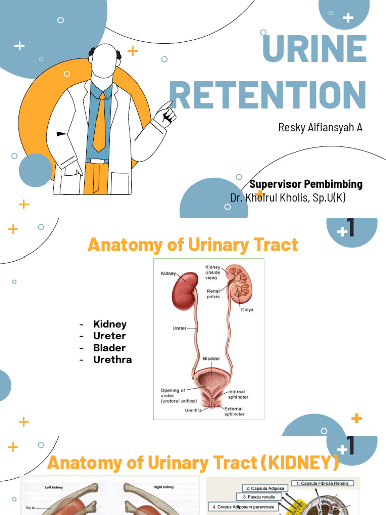 Slide Urine retention | PDF | Urinary System | Urology