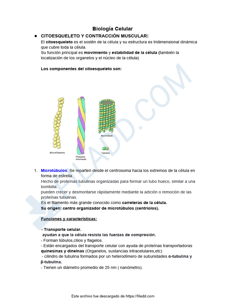 Biocel | Descargar gratis PDF | Mitosis | Mitosis