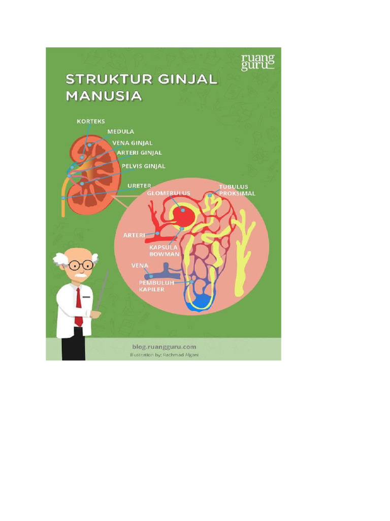 Struktur Ginjal | PDF