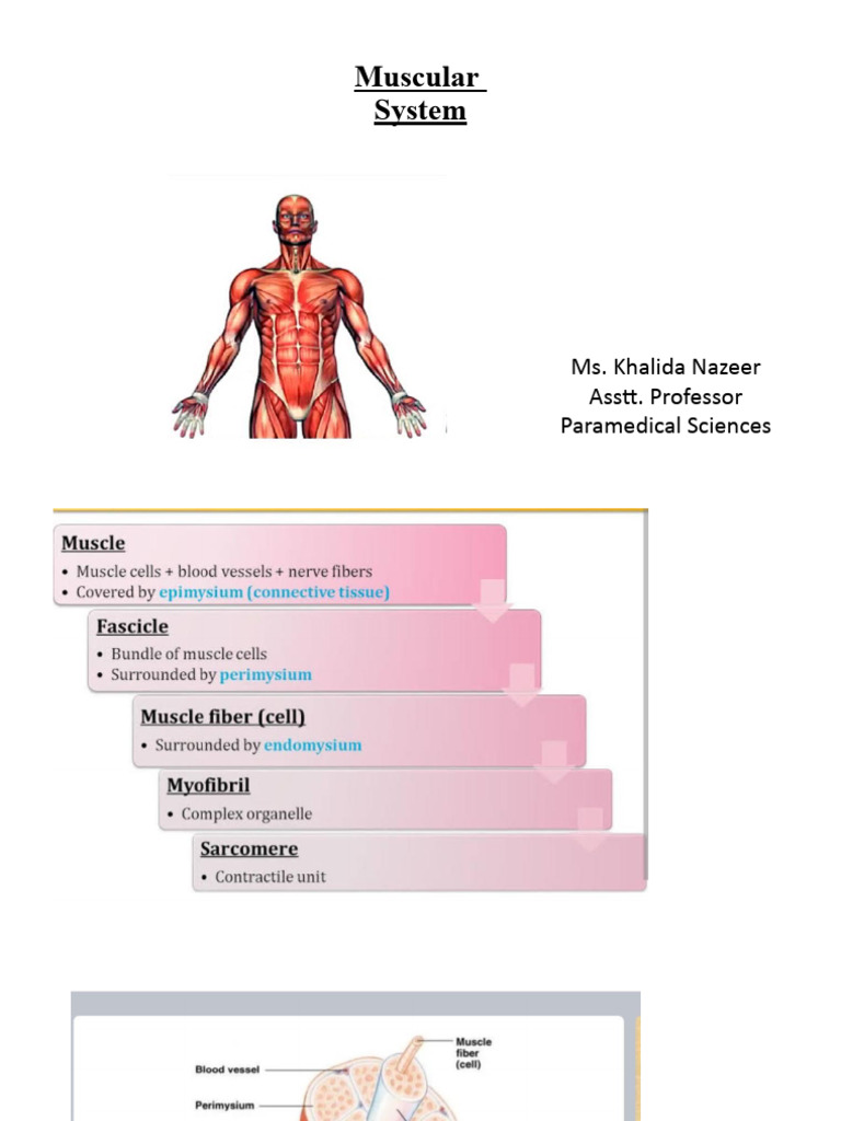 Muscle - System ANATOMY | PDF | Human Leg | Foot