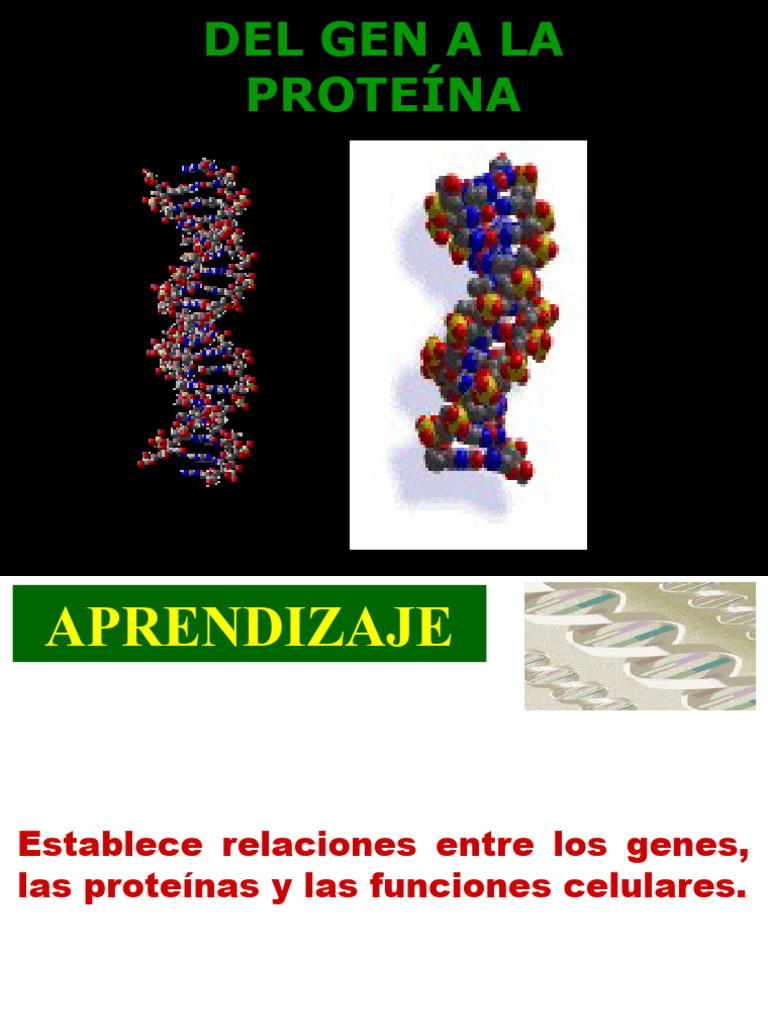 Del Gen a la Proteína: Funciones Celulares y Genética | PDF | Adn | Rna